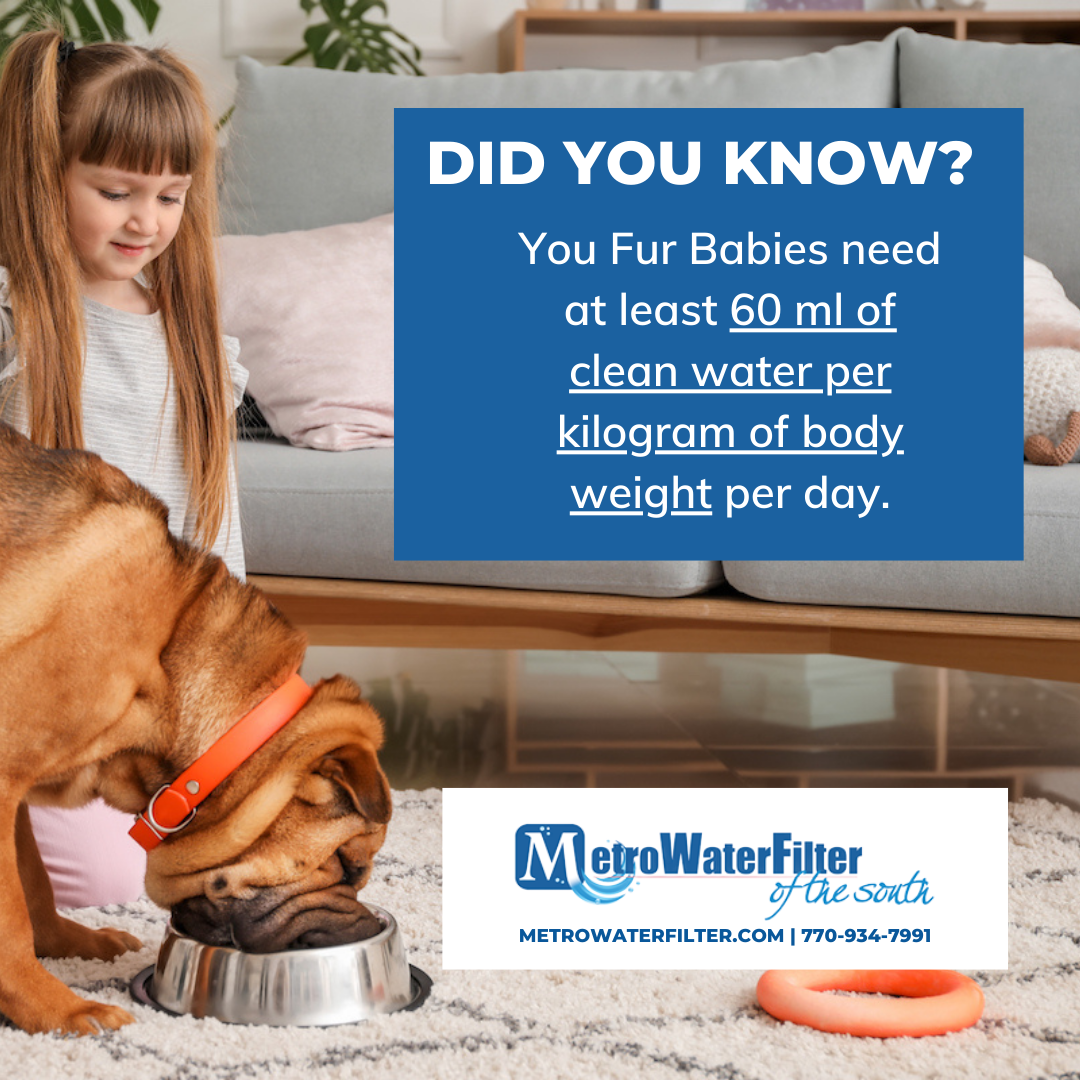 Why Quality Water Filtration Matters For Pets’ Health