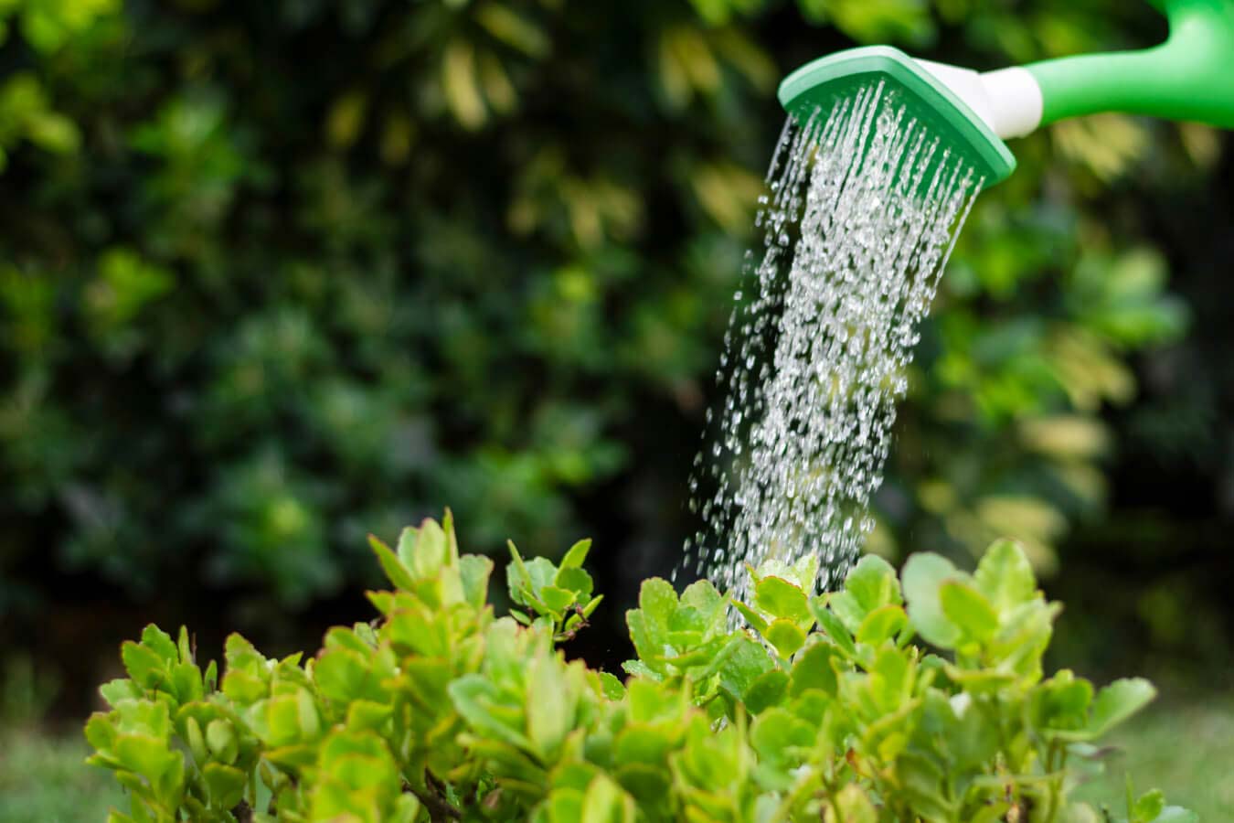 Water Filter For Plants: Keep Your Plants Healthy